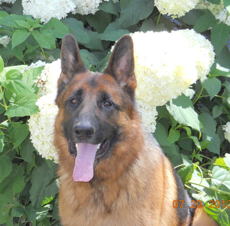 Ike – Nando Son | Eikelberg Shepherds