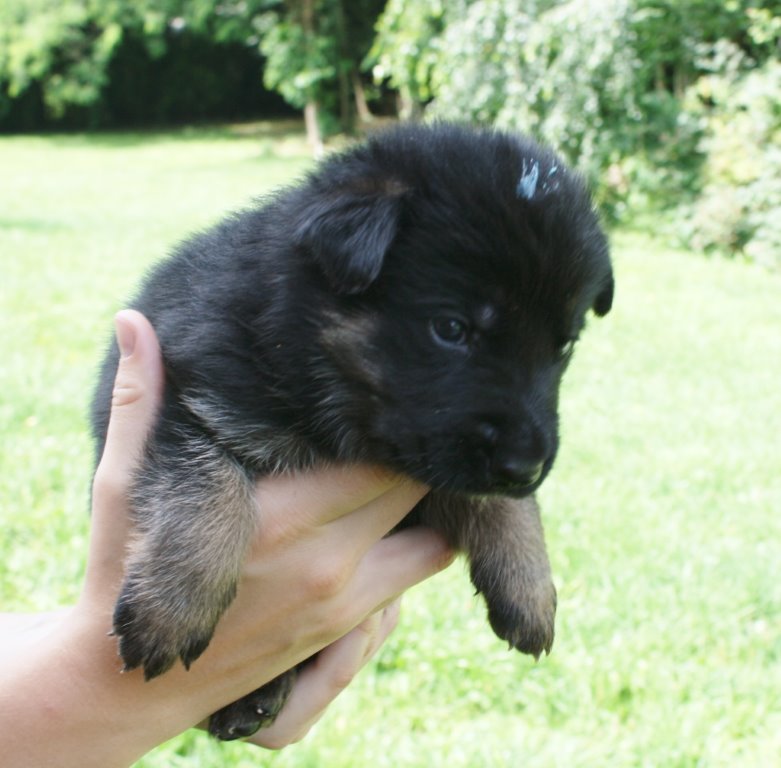 Light Blue Boy | Eikelberg Shepherds