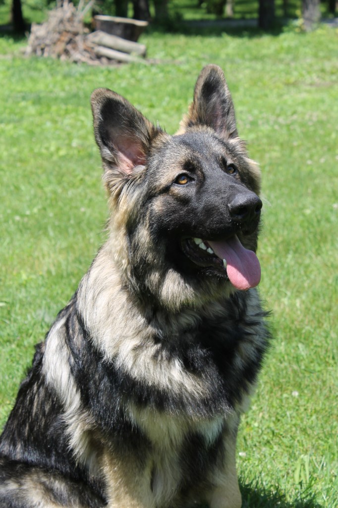 GYPSY PUPPIES | Eikelberg Shepherds