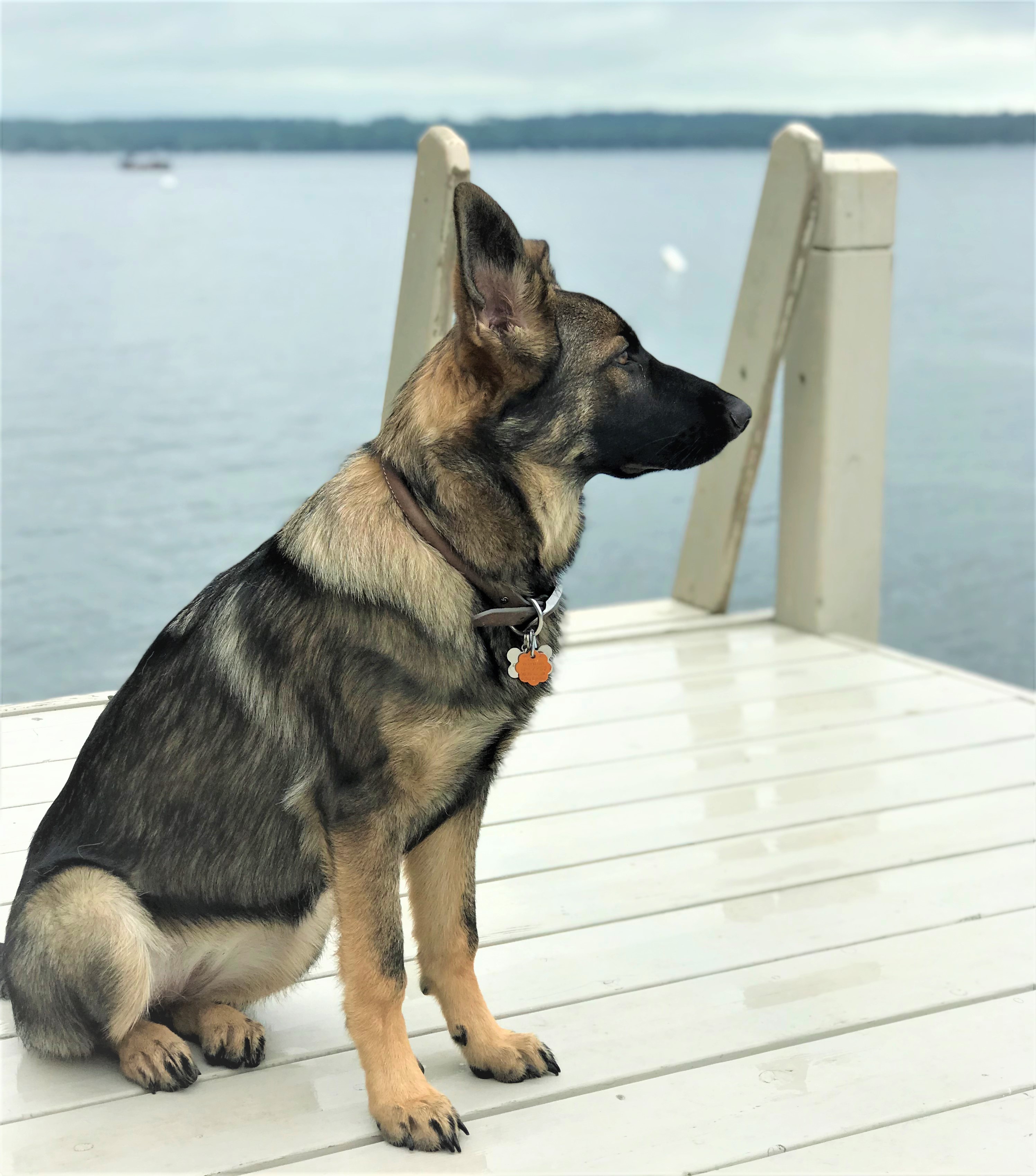 beaud | Eikelberg Shepherds