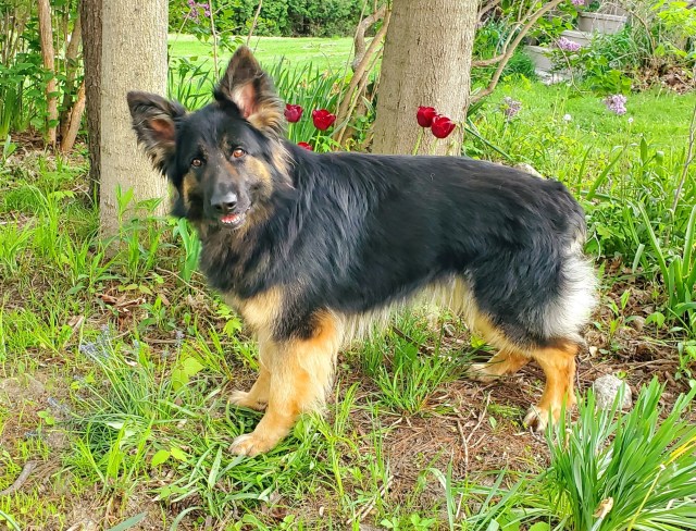 GINGER PUPPIES | Eikelberg Shepherds