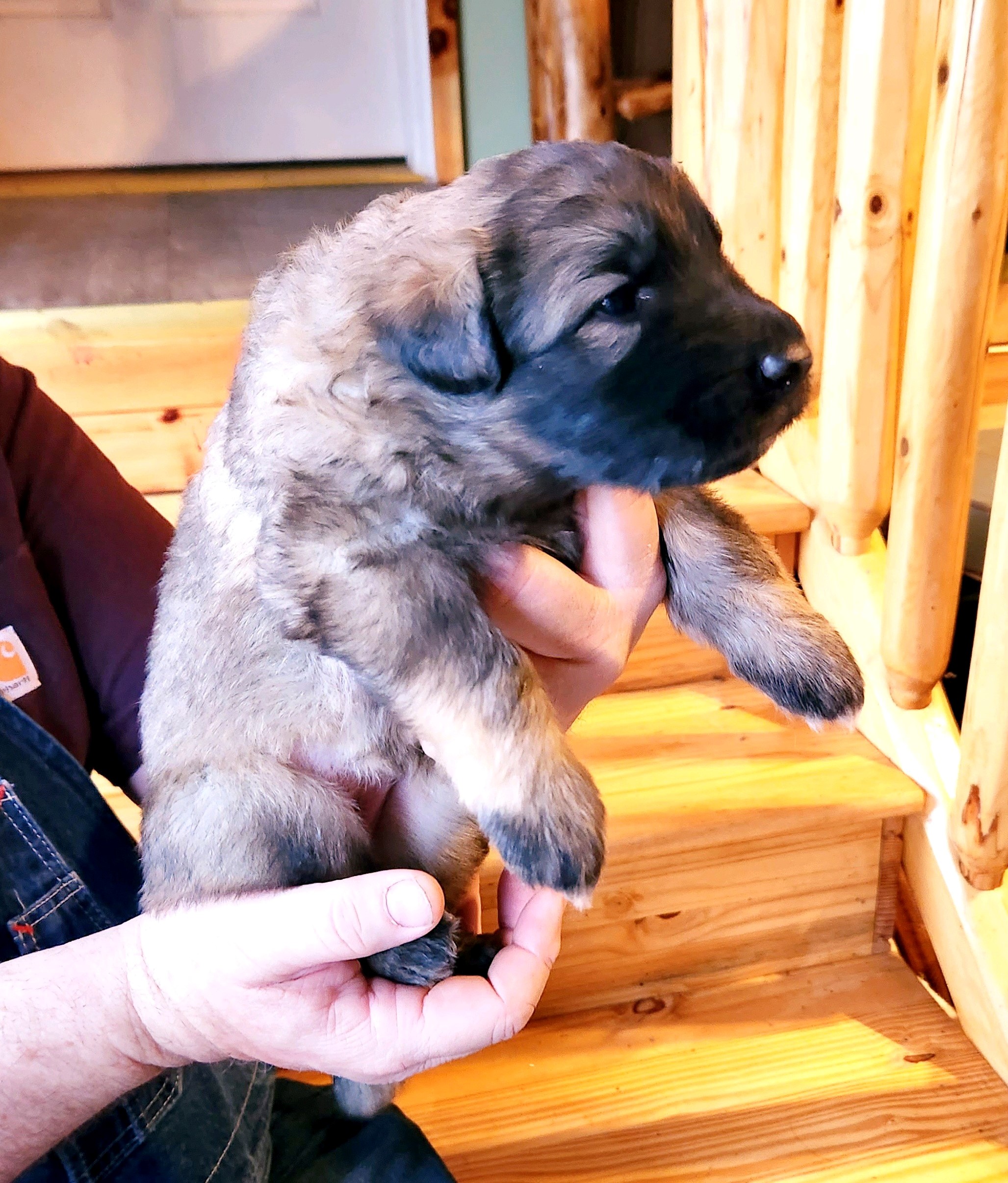 GYPSY PUPPIES | Eikelberg Shepherds