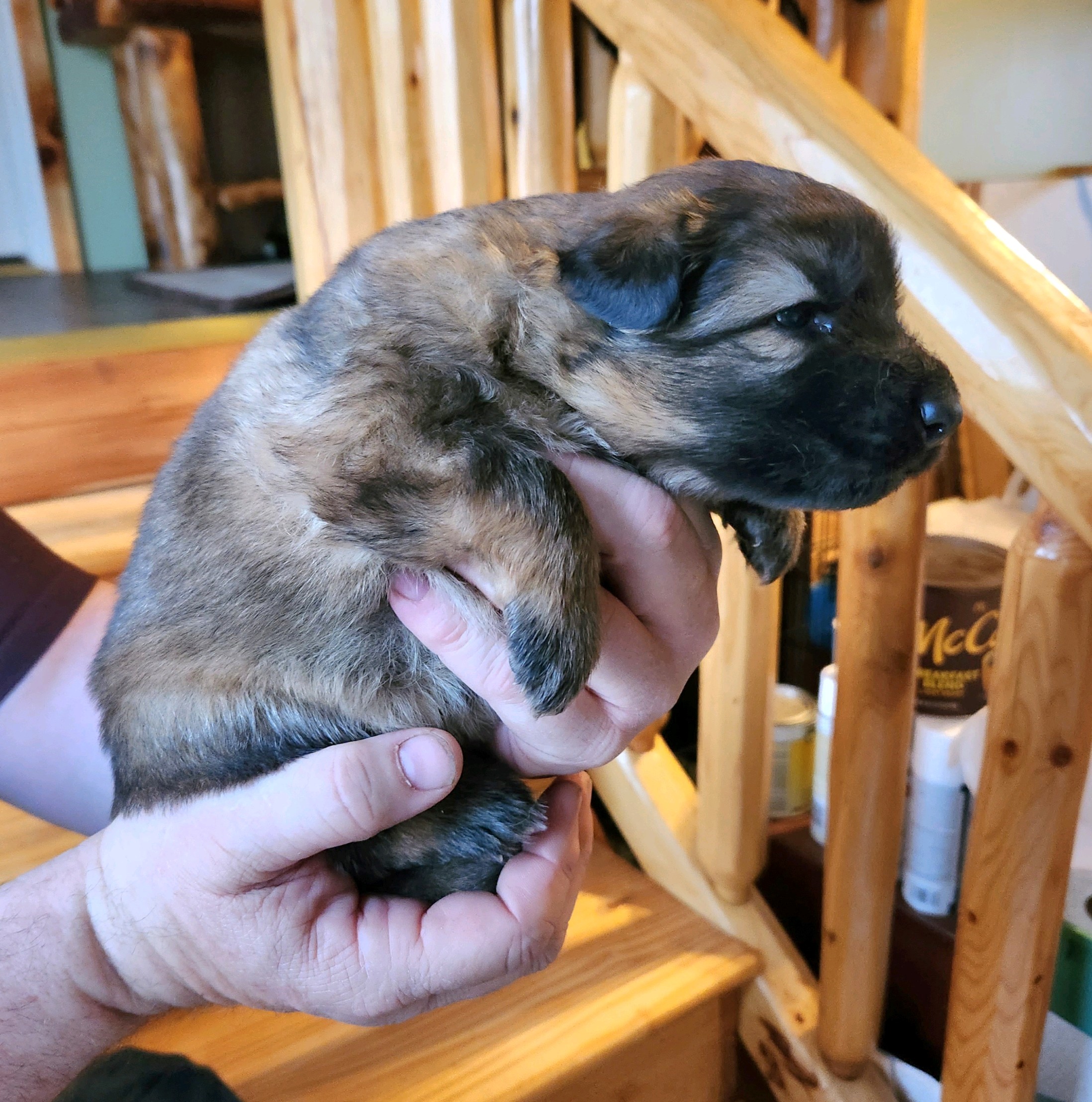 GYPSY PUPPIES | Eikelberg Shepherds